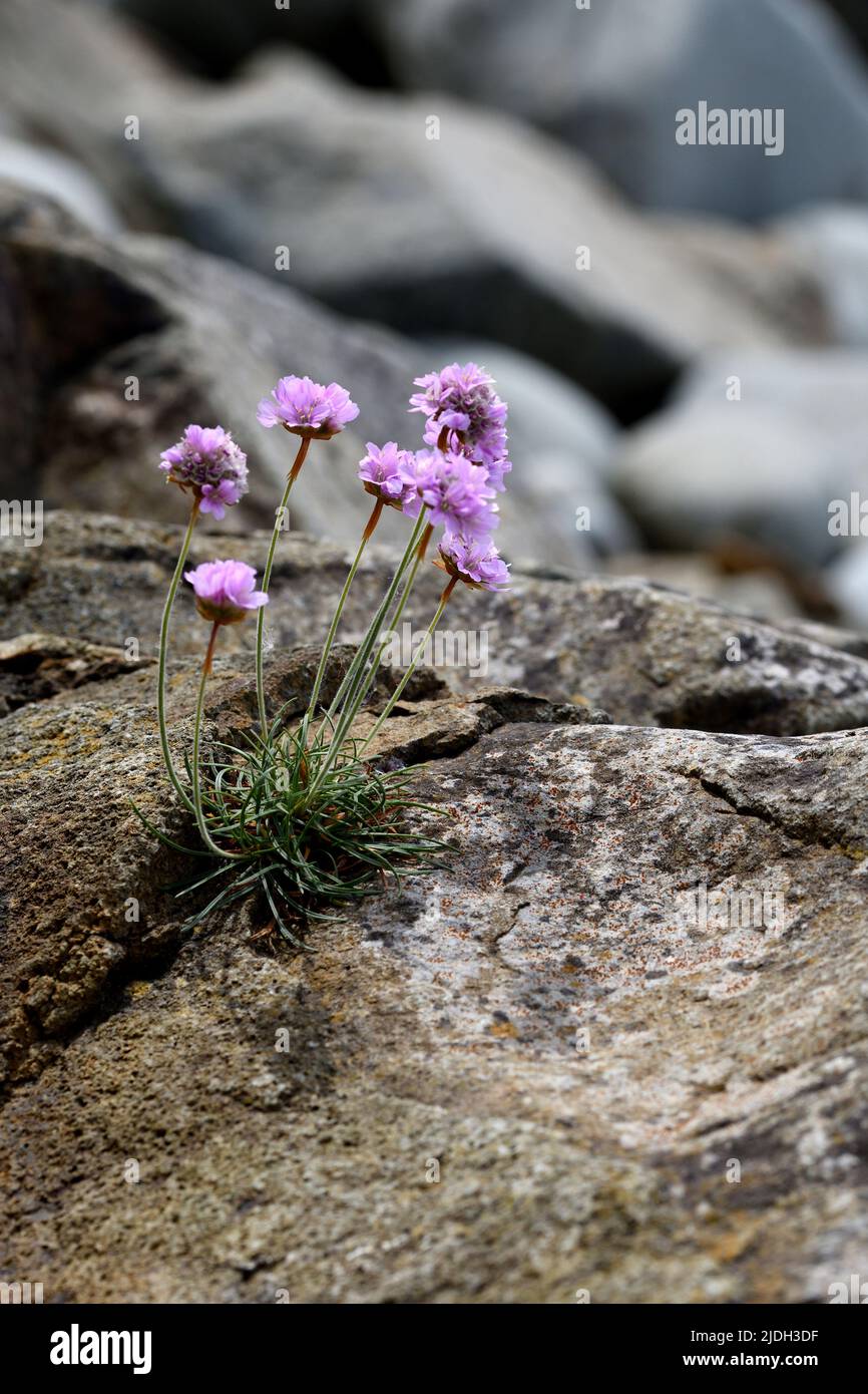 Sea thrift, Western thrift (Armeria maritima), at the rocky coast ...