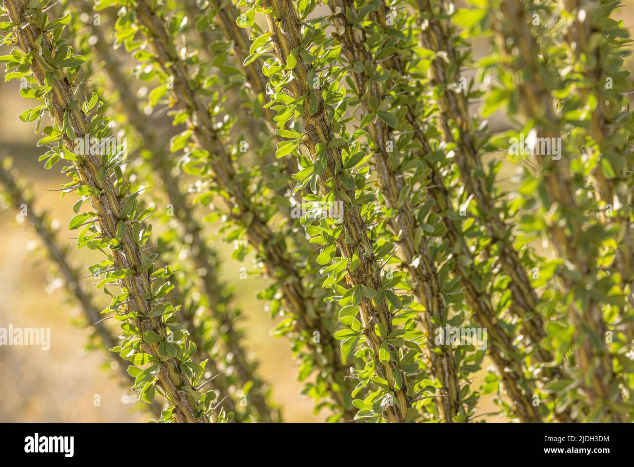 Ocotillo, Coachwhip, Jacob's staff, Vine Cactus (Fouquieria splendens ...