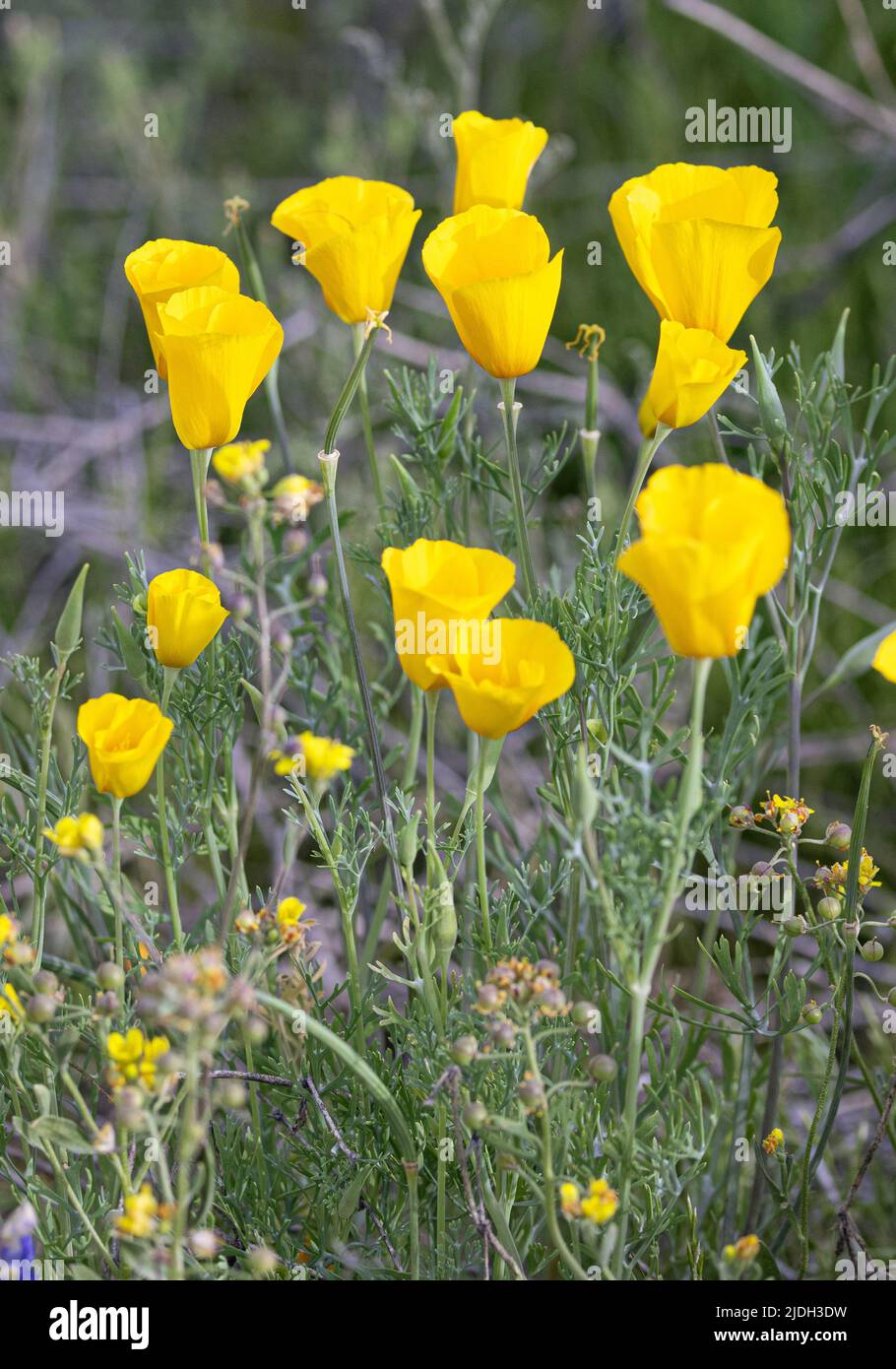 Californian poppy, California poppy, gold poppy (Eschscholzia ...
