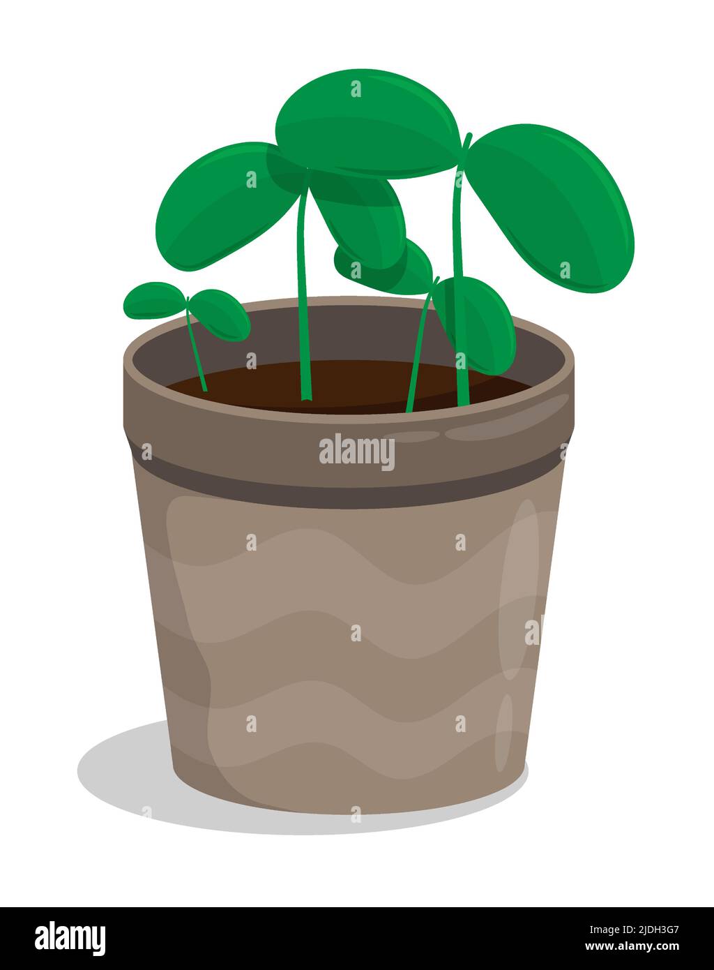 Young sprouts in ceramic pot. Gardening and growing fruits and ...