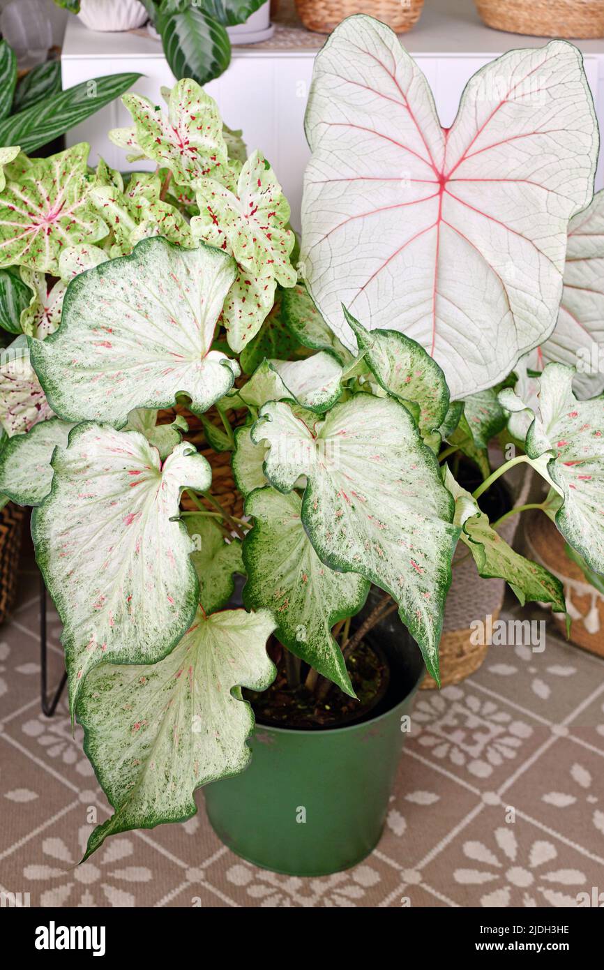 Colorful exotic Caladium houseplants in flower pots inside urban jungle ...