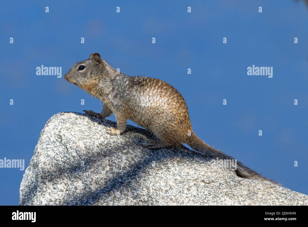 rock squirrel (Citellus variegatus), sits on a rock, USA, Arizona, Salt ...
