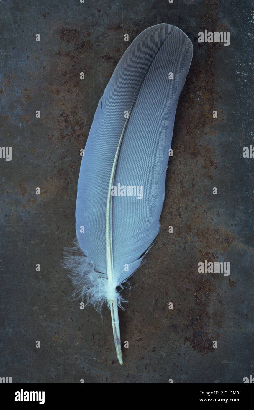 Feather curve hi-res stock photography and images - Alamy