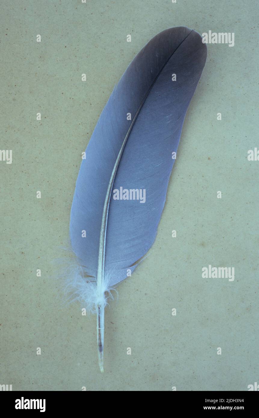 Feather curve hi-res stock photography and images - Alamy