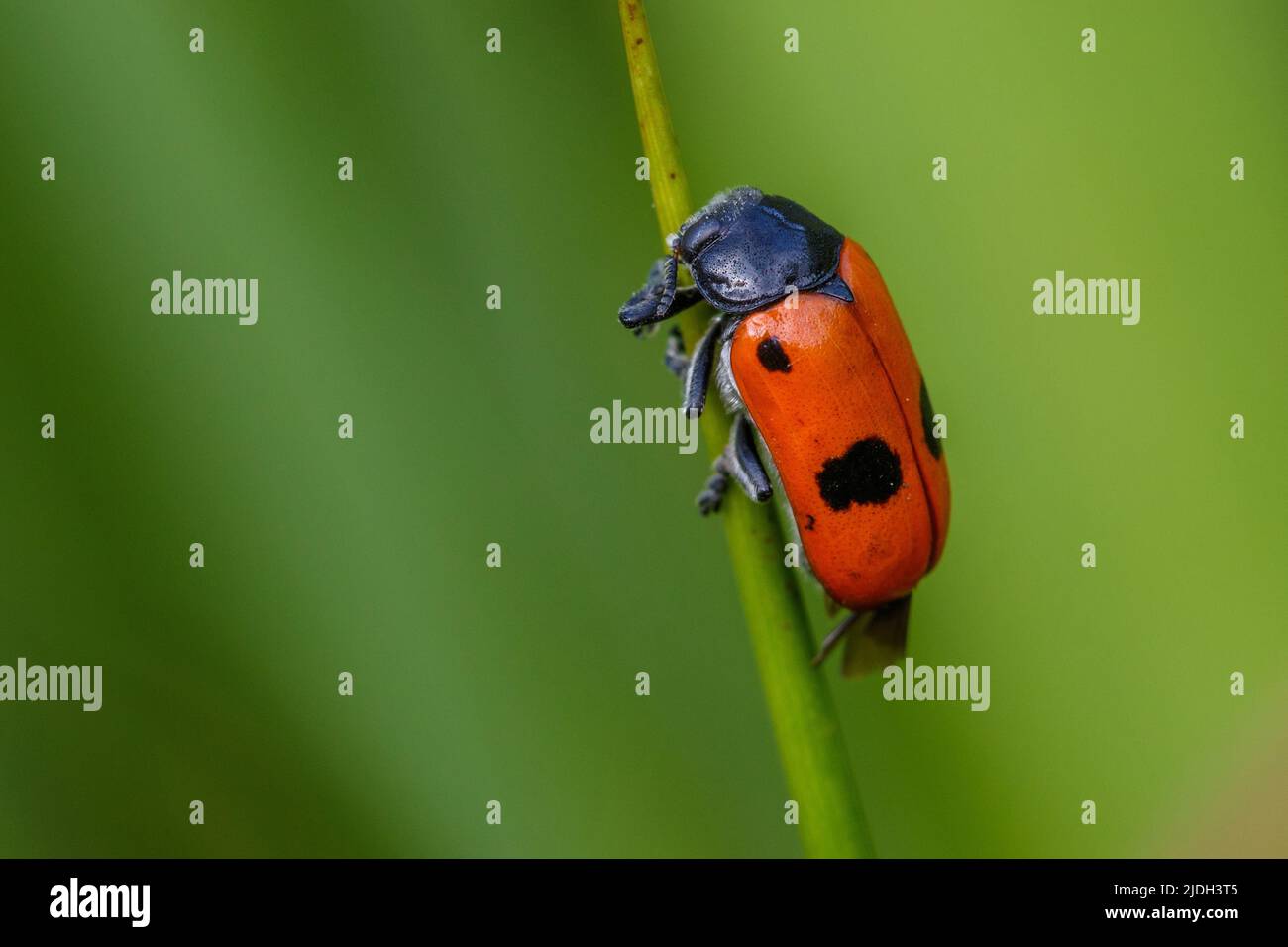 Willow grass hi-res stock photography and images - Alamy