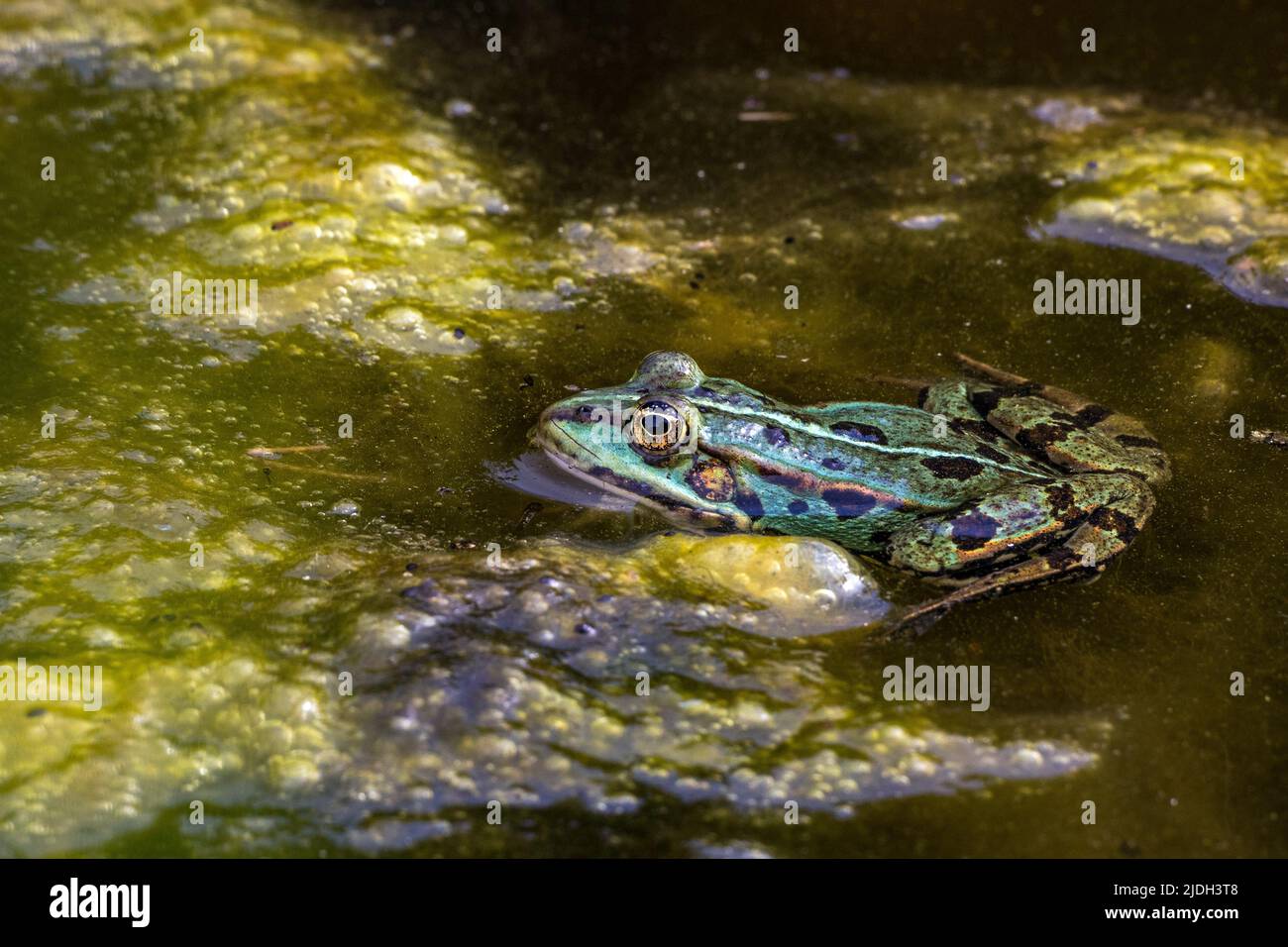 European edible frog, common edible frog (Rana kl. esculenta, Rana ...