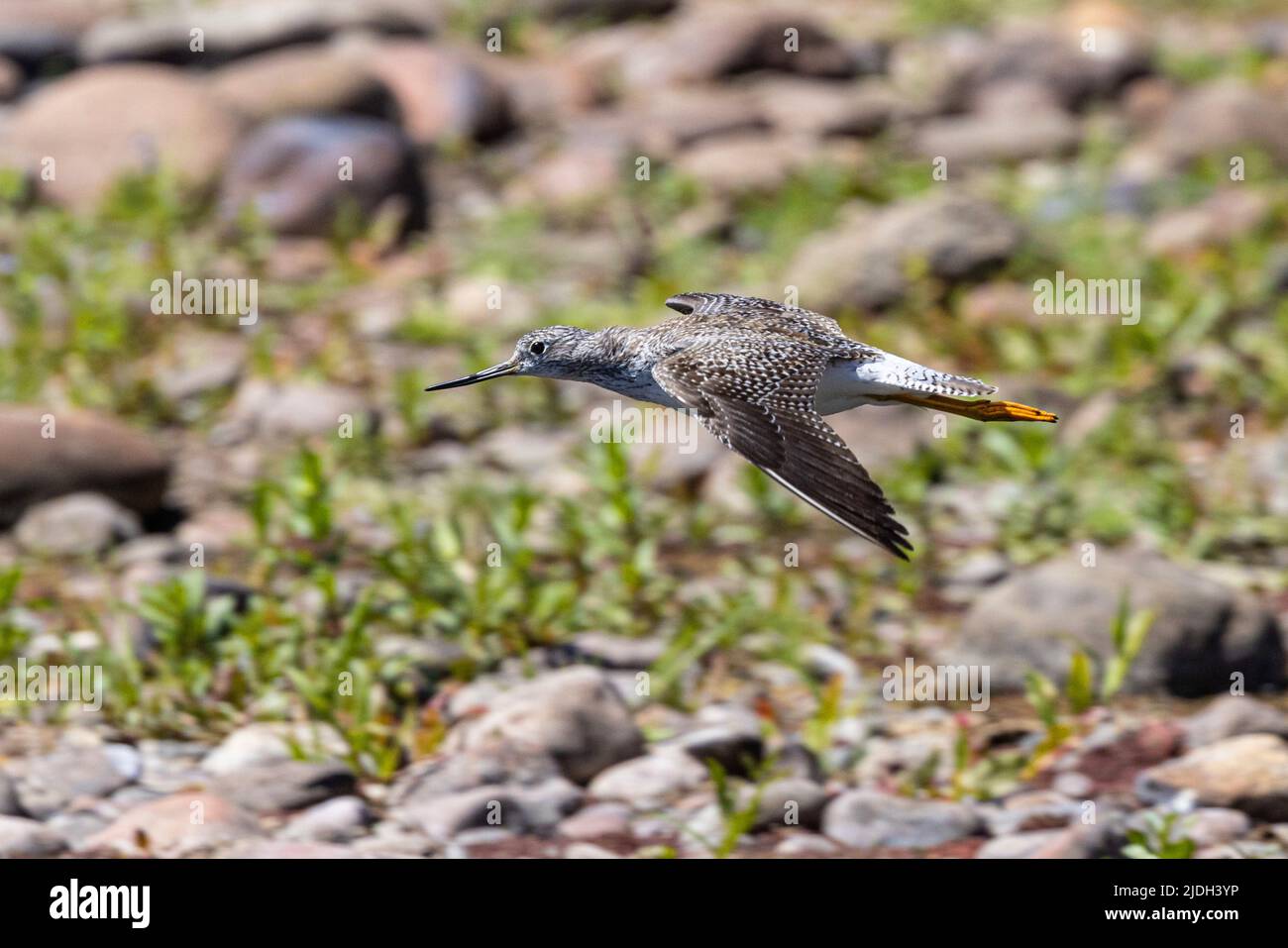 lesser yellowlegs (Tringa flavipes), in flight, USA, Arizona, Salt ...