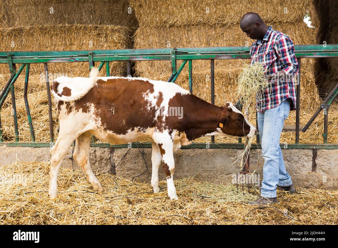 Man feeds cows cattle hi-res stock photography and images - Alamy