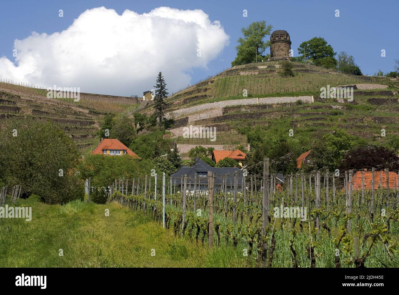 Historic vineyard landscape radebeul hi-res stock photography and ...