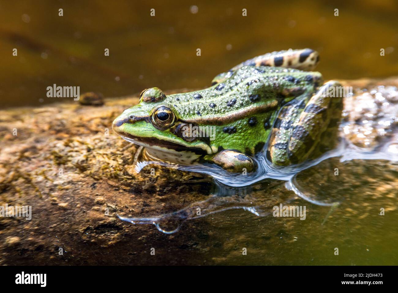 European edible frog, common edible frog (Rana kl. esculenta, Rana ...