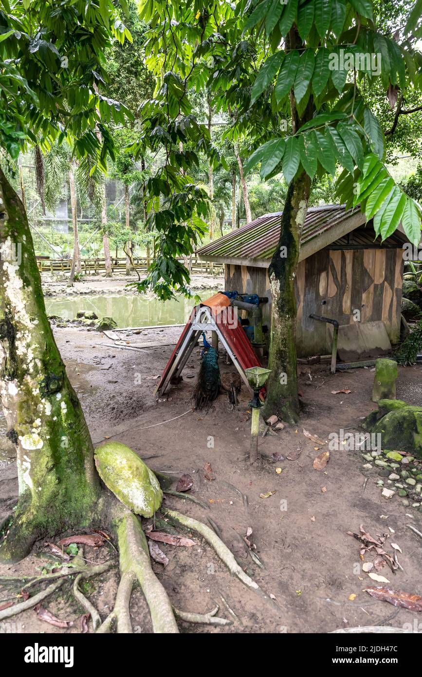 Labuan, Malaysia-June 10, 2021: View of the Labuan Bird Park is a bird ...