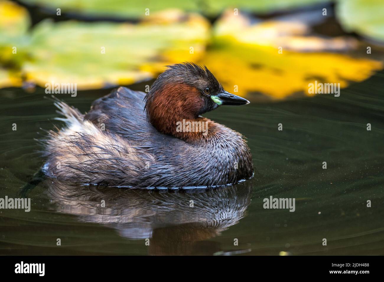 little grebe (Podiceps ruficollis, Tachybaptus ruficollis), swimming in ...