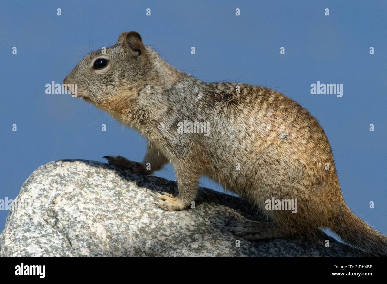 rock squirrel (Citellus variegatus), sits on a rock, USA, Arizona, Salt ...