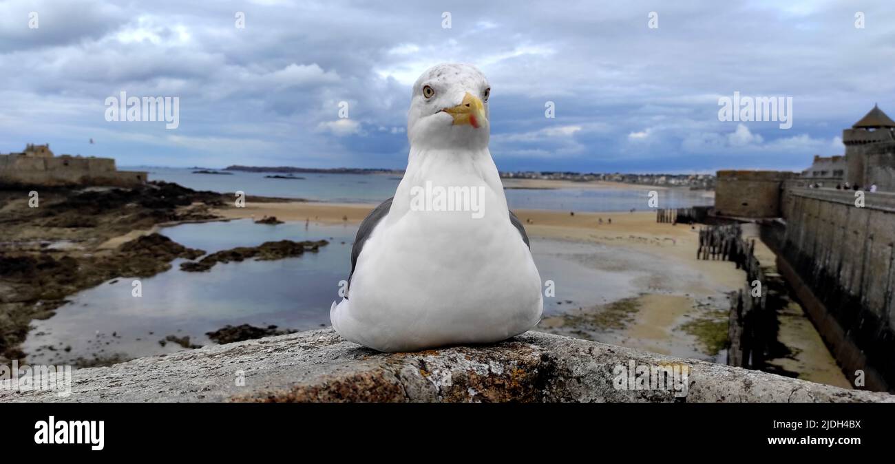 Gony hi-res stock photography and images - Alamy