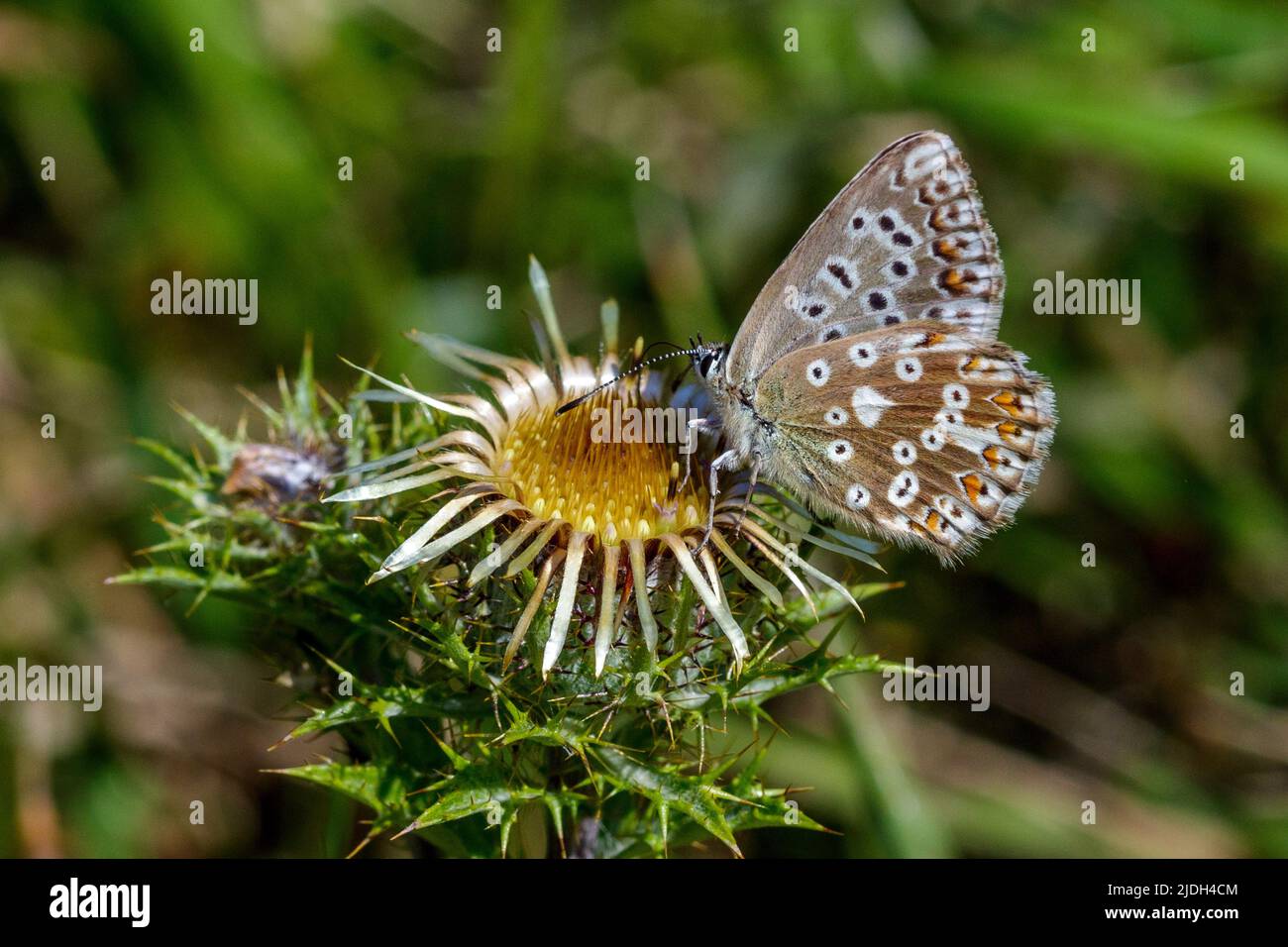 Chalkhill blue, Chalk-hill blue (Lysandra coridon, Polyommatus coridon ...