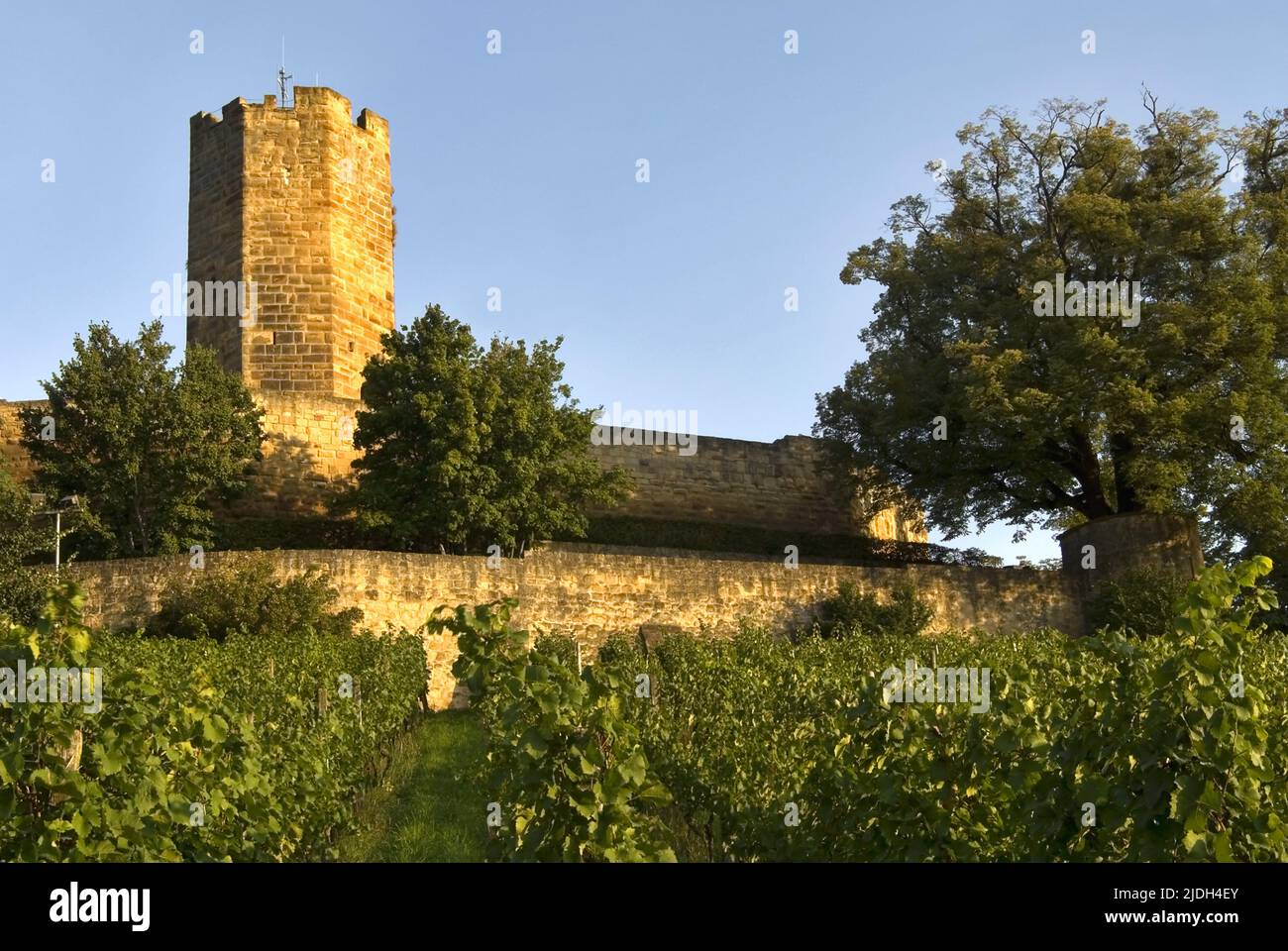 Steinsberg Castle in the vineyards of Weiler, Germany, Baden ...