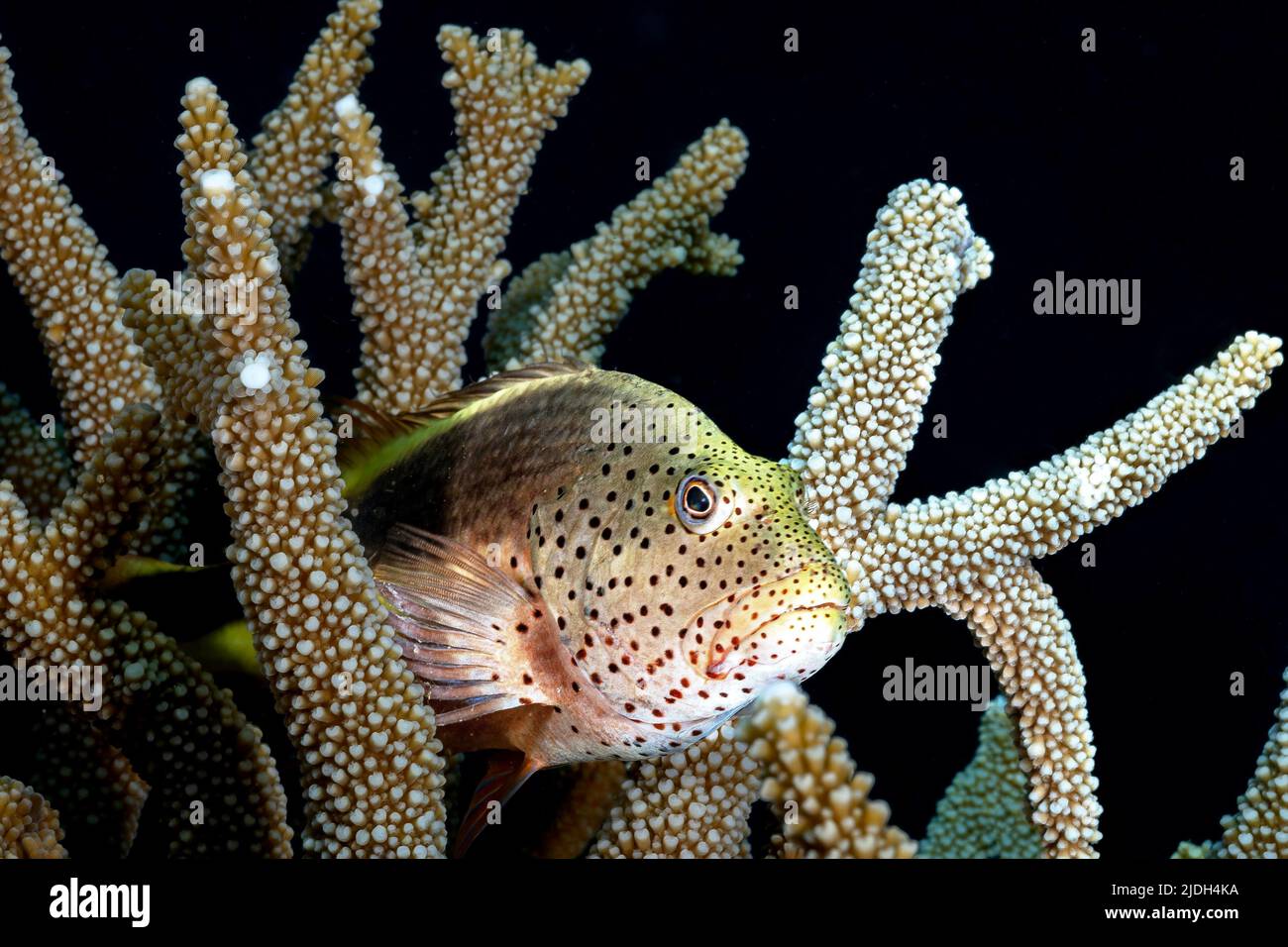 Tropical fish of Mayotte reef Indian Ocean Stock Photo - Alamy