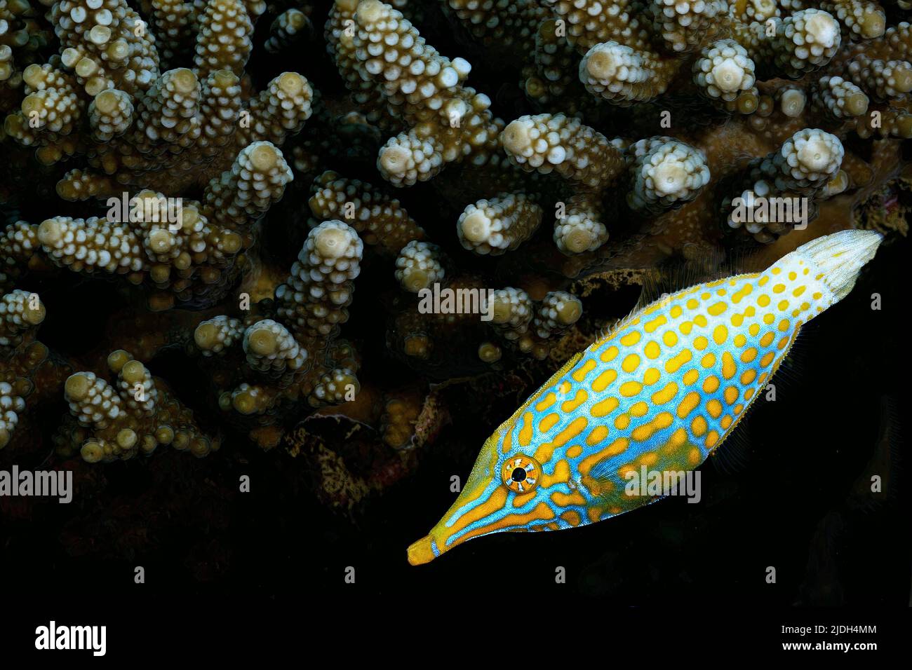 Tropical fish of Mayotte reef Indian Ocean Stock Photo - Alamy