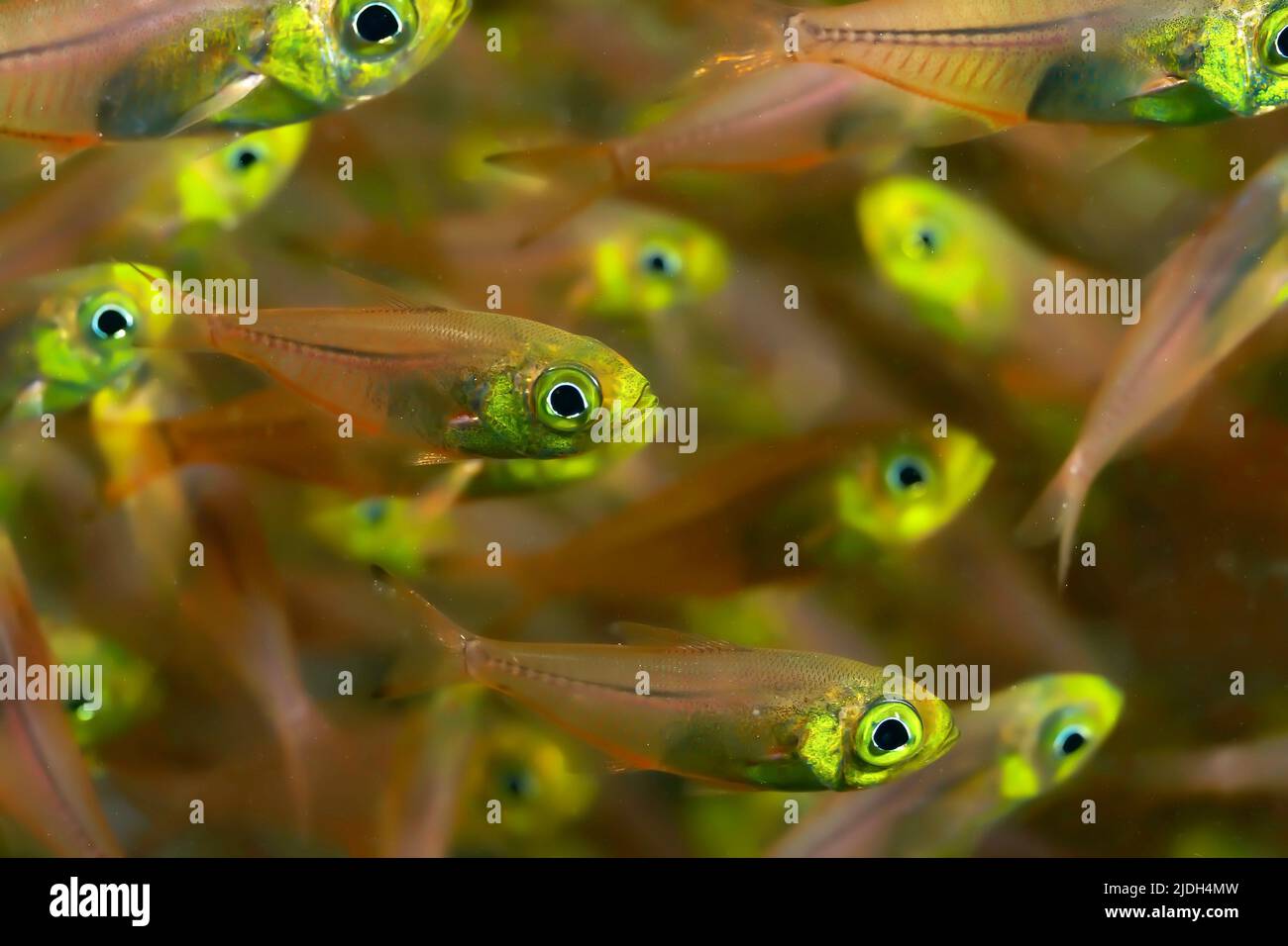 Tropical fish of Mayotte reef Indian Ocean Stock Photo - Alamy