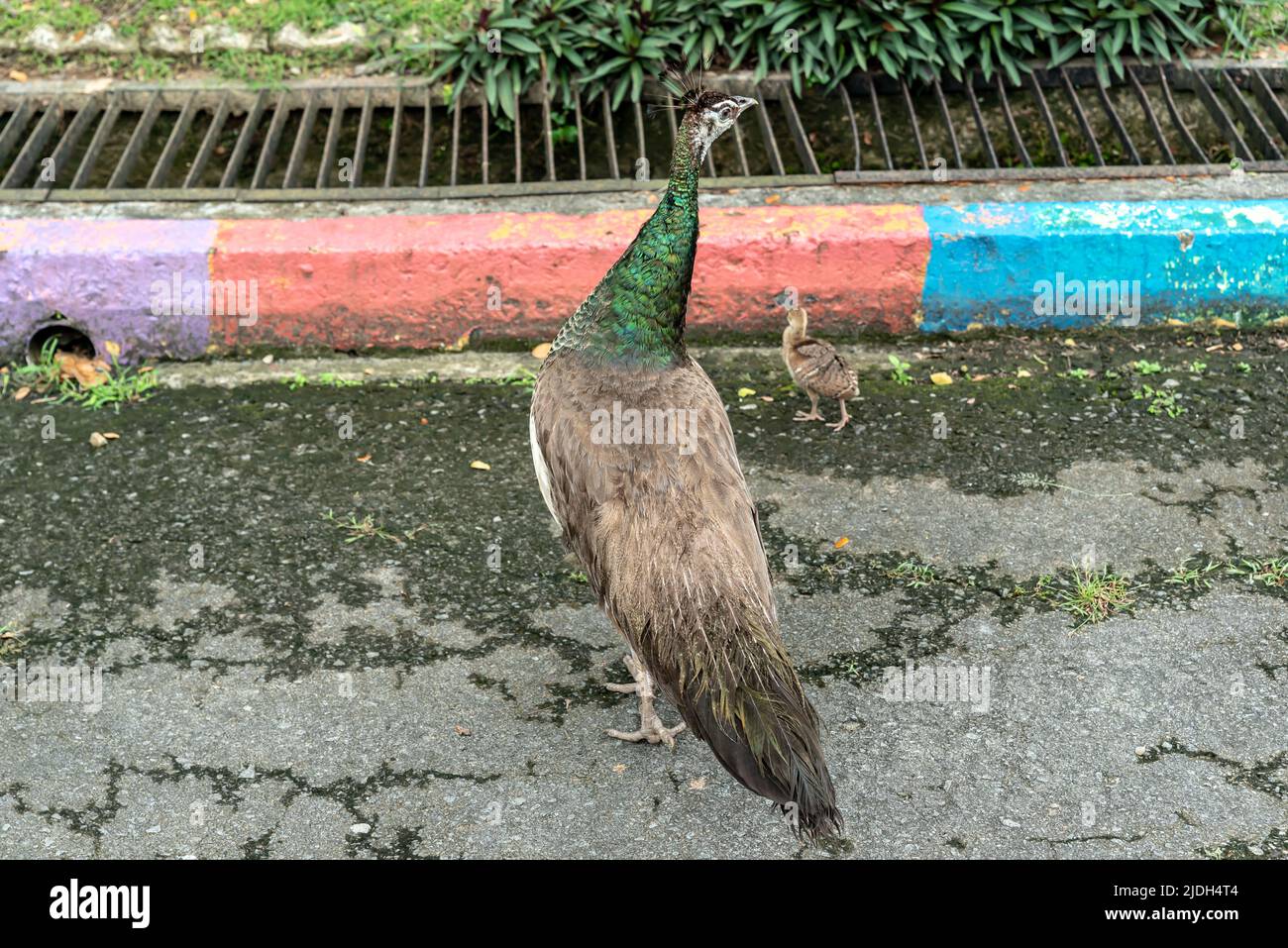 Labuan, Malaysia-June 10, 2021: View of the Labuan Bird Park is a bird ...