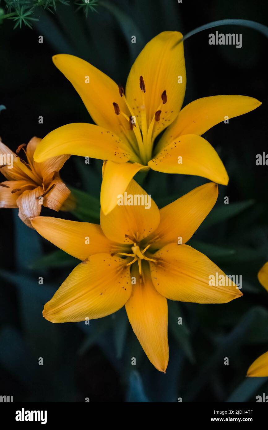 two small yellow lilies in the front garden Stock Photo - Alamy