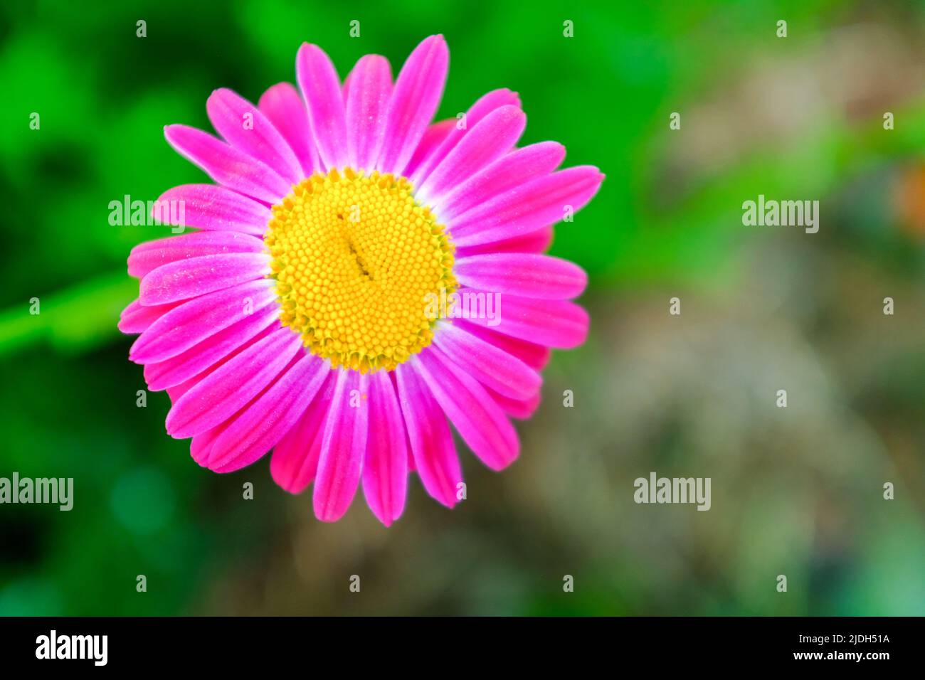 Red camomile flower on blurred green background, top view. Chamomile ...
