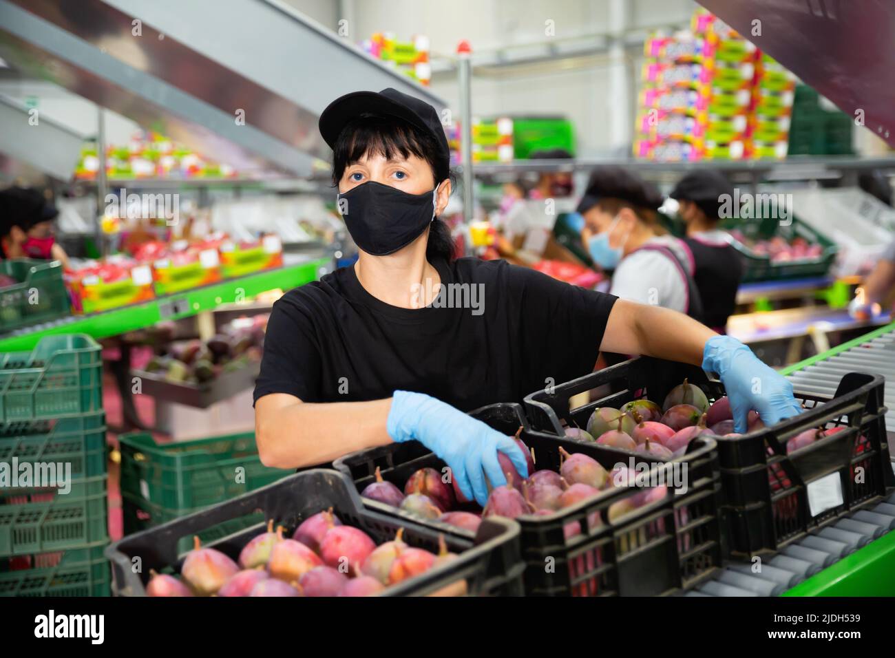 Positive woman in uniform during sorting at warehouse at mango factory ...
