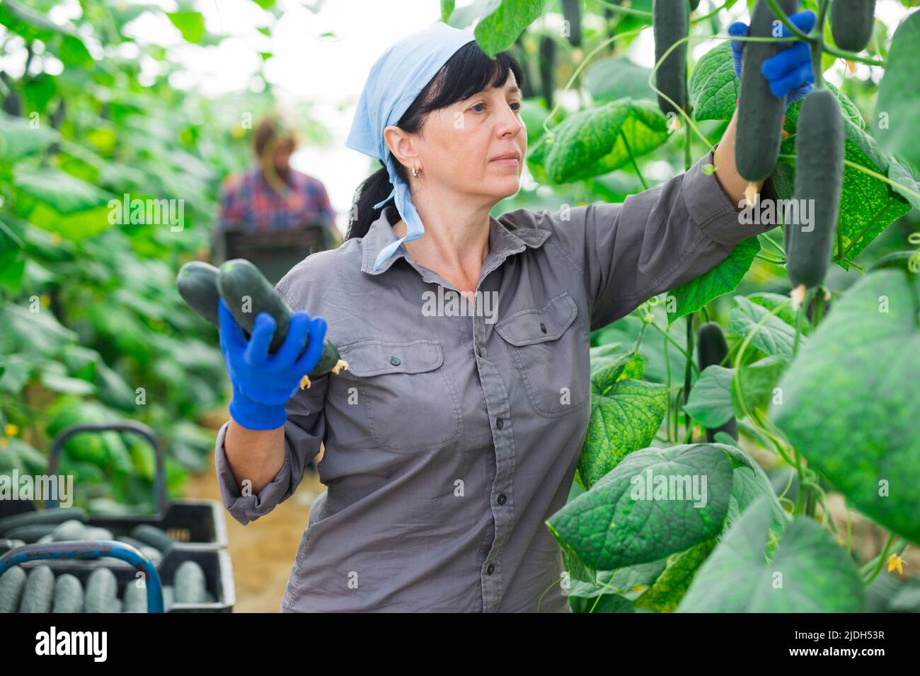 german farmers picking crops of cucumber in hothouse Stock Photo - Alamy