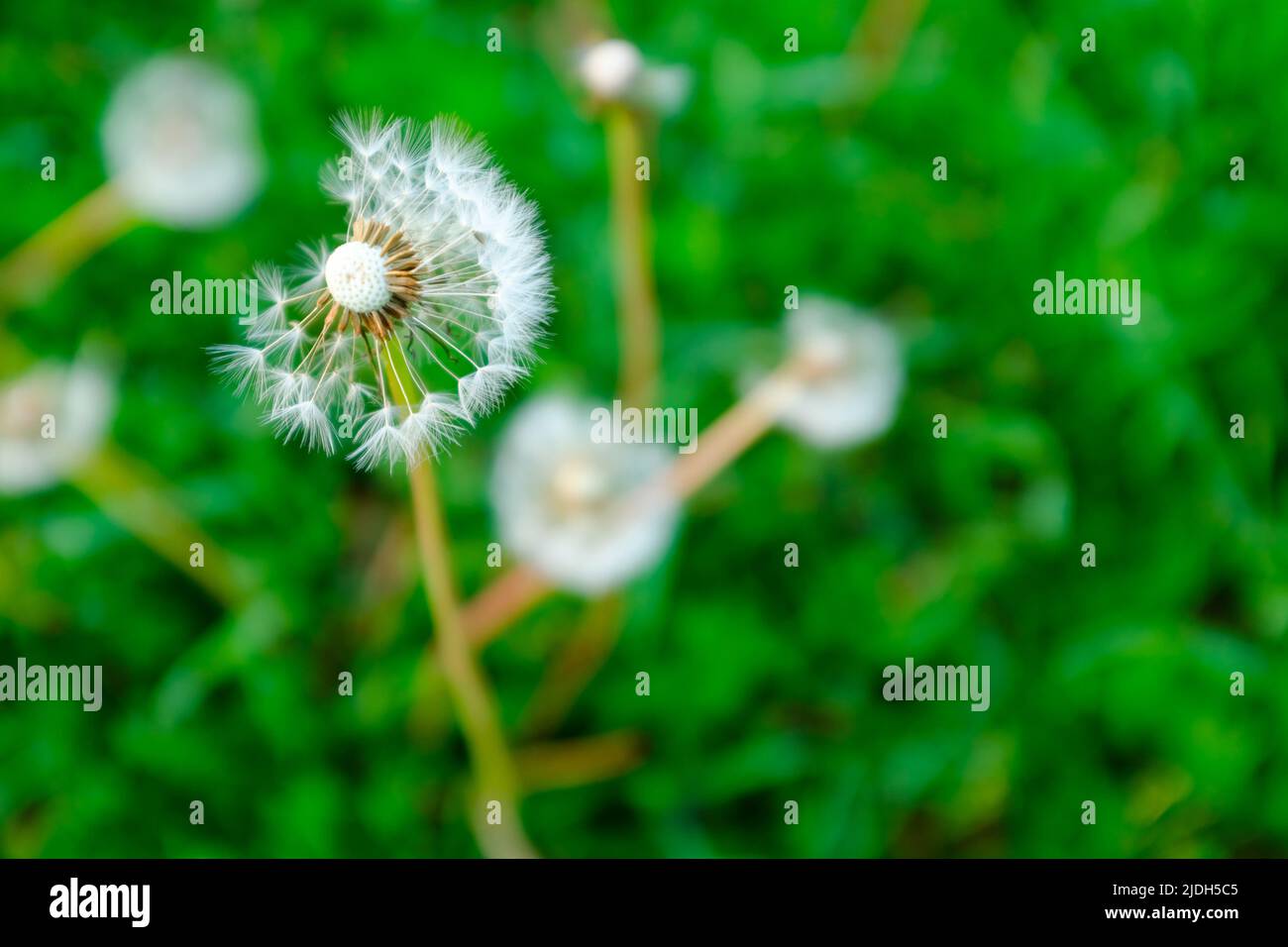 A fluffy dandelions on a blurred green background, side view. A backing ...