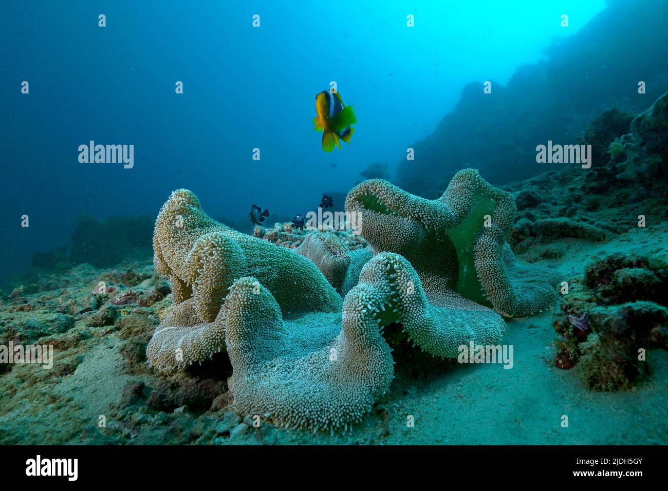 Life on coral reef of Mayotte lagoon Indian Ocean Stock Photo - Alamy