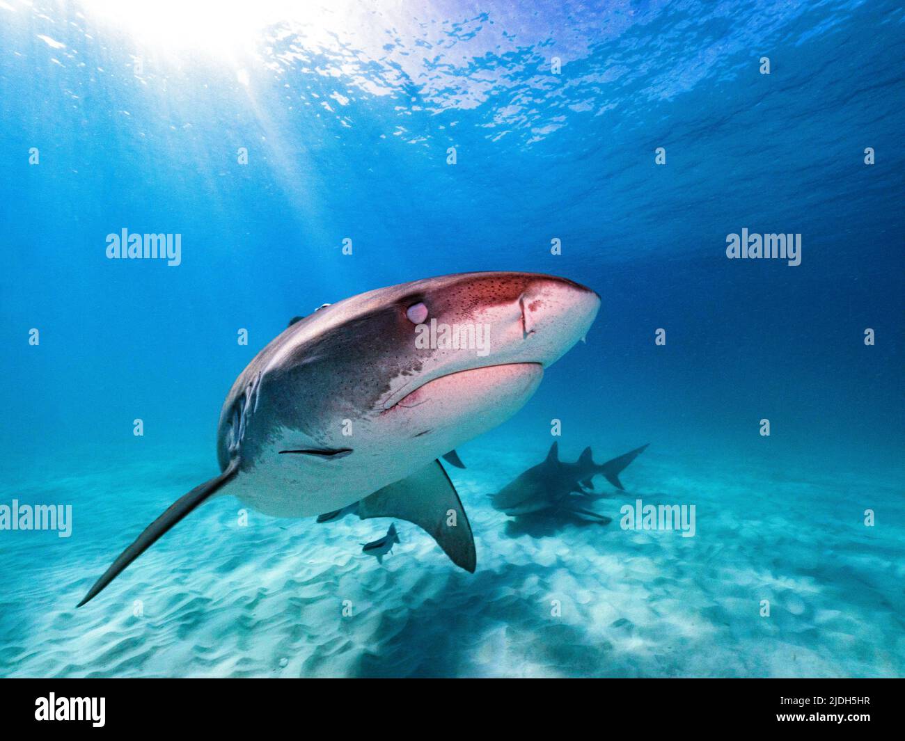 Tiger shark of Bahamas tiger beach Stock Photo - Alamy