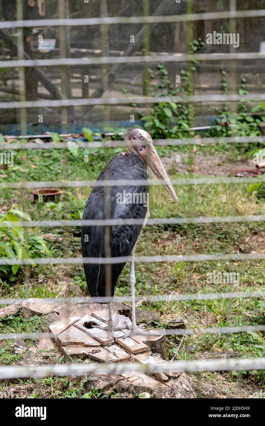 Labuan, Malaysia-June 10, 2021: View of the Labuan Bird Park is a bird ...