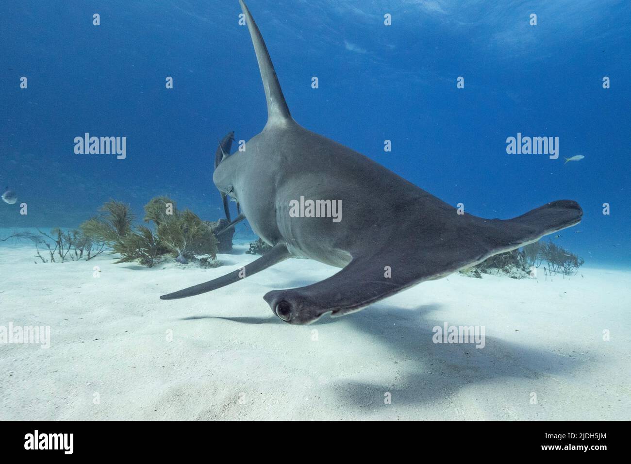 Shark and ray of Bahamas Stock Photo - Alamy