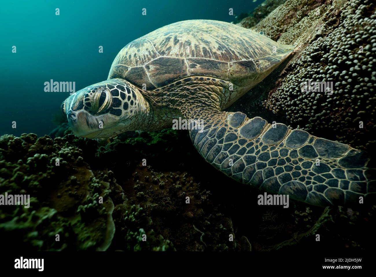Mayotte lagoon turtle hi-res stock photography and images - Alamy