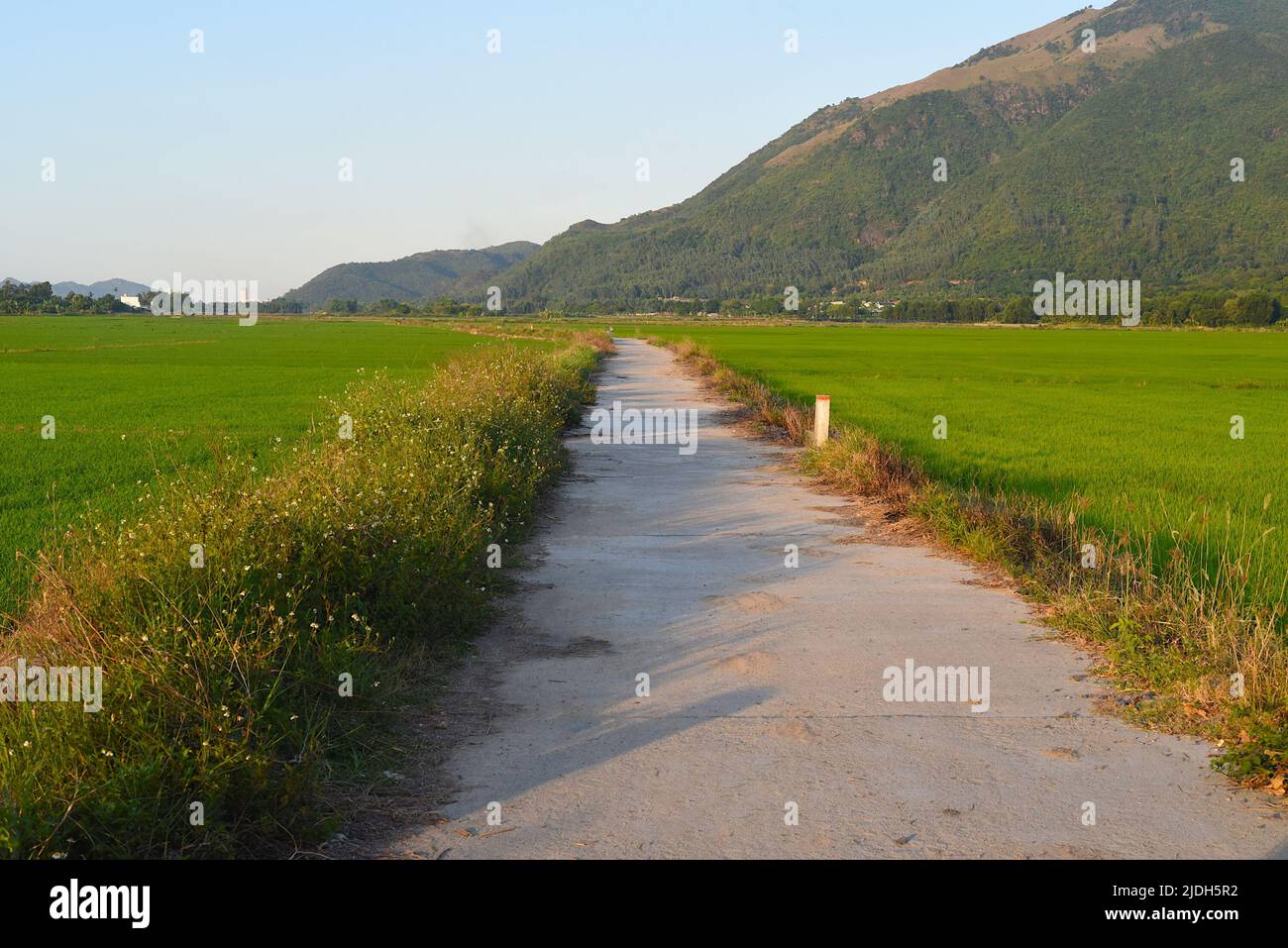 Vietnam countryside rice field path hi-res stock photography and images ...