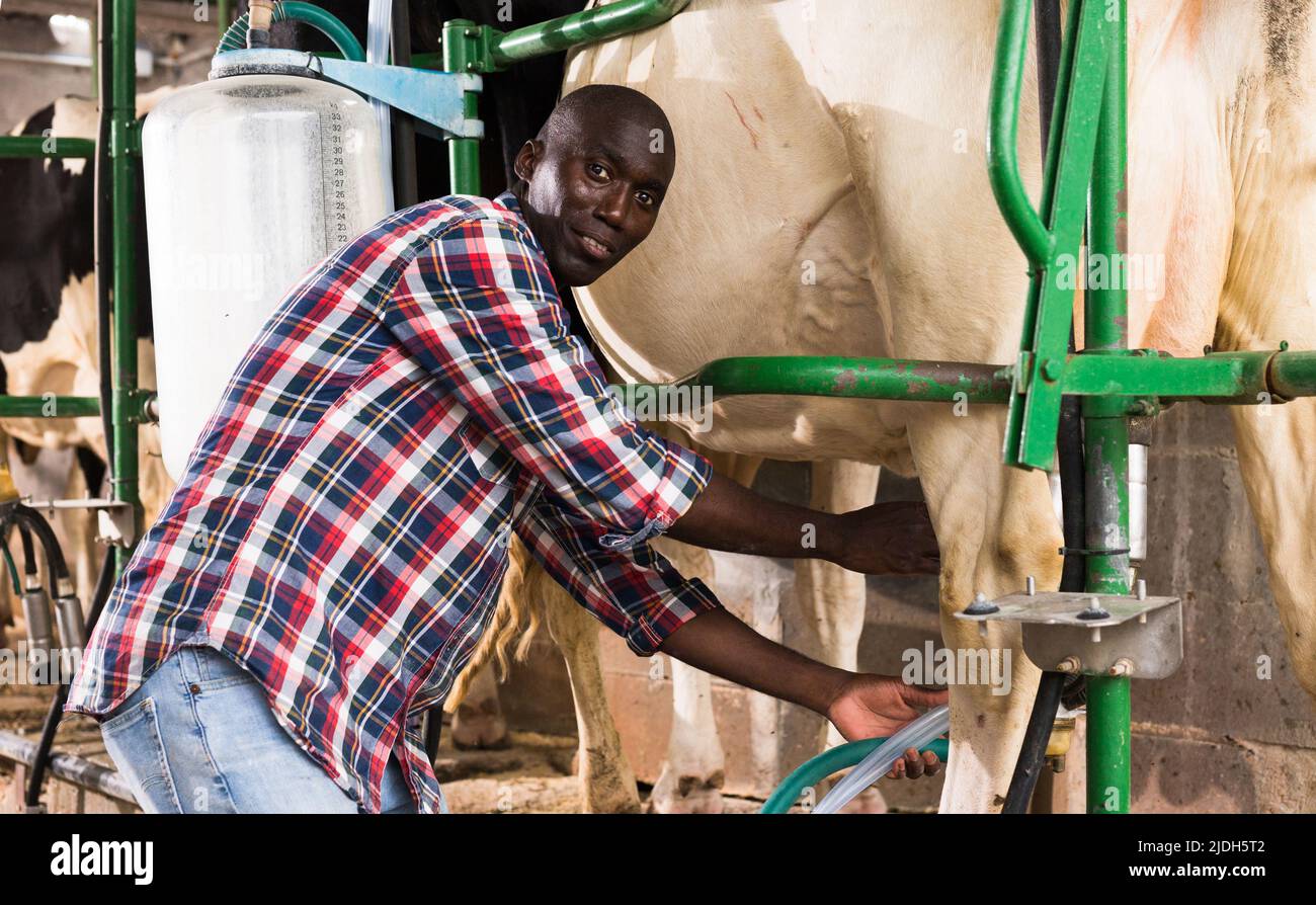 African farmer milking cows hi-res stock photography and images - Alamy