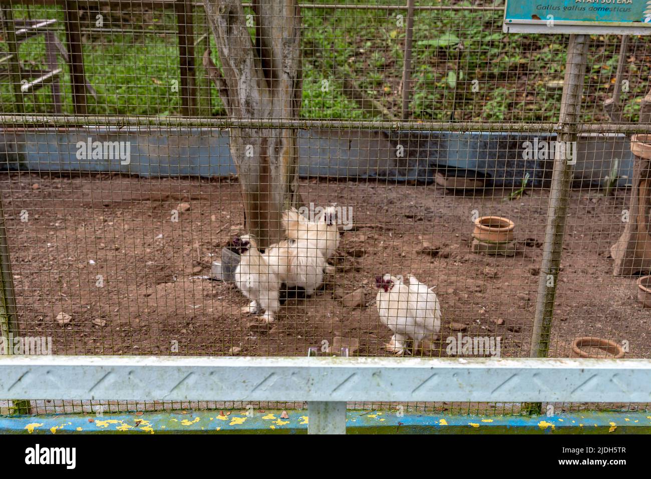 Labuan, Malaysia-June 10, 2021: View of the Labuan Bird Park is a bird ...