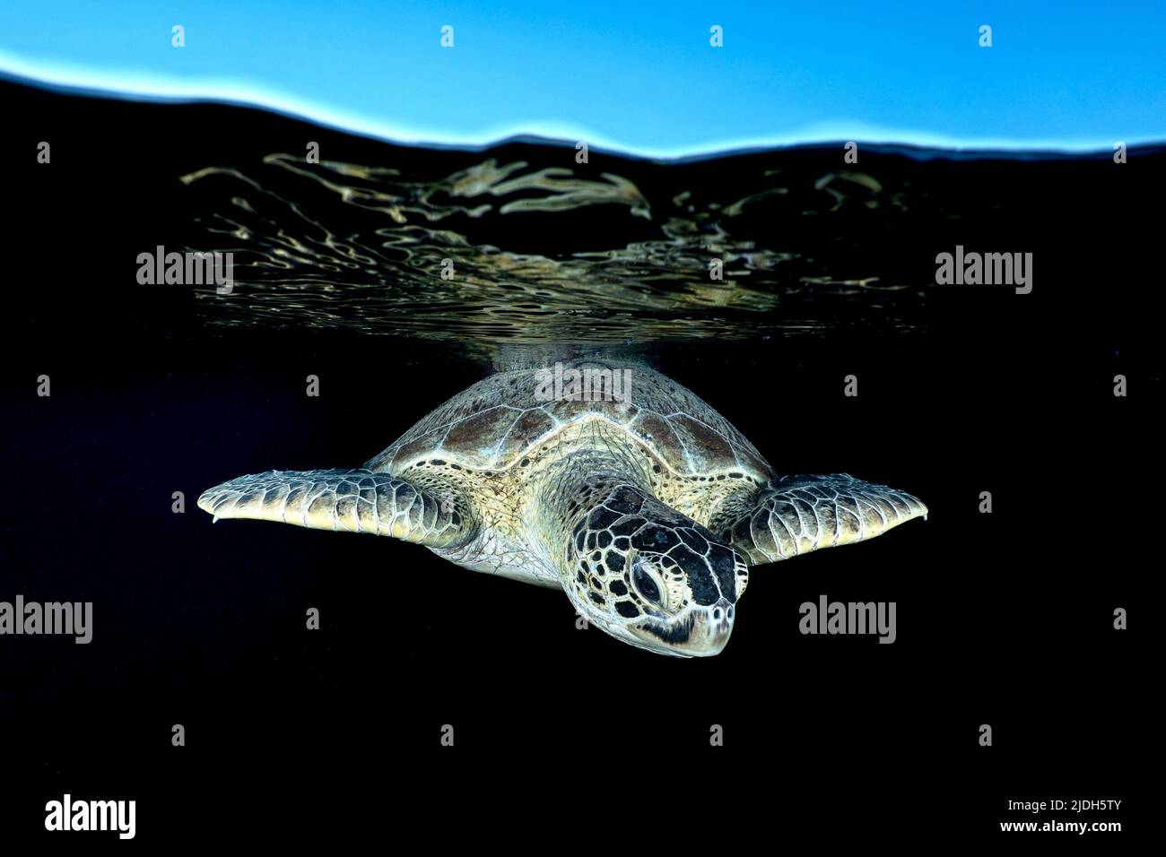 Close up face green sea turtle hi-res stock photography and images - Alamy