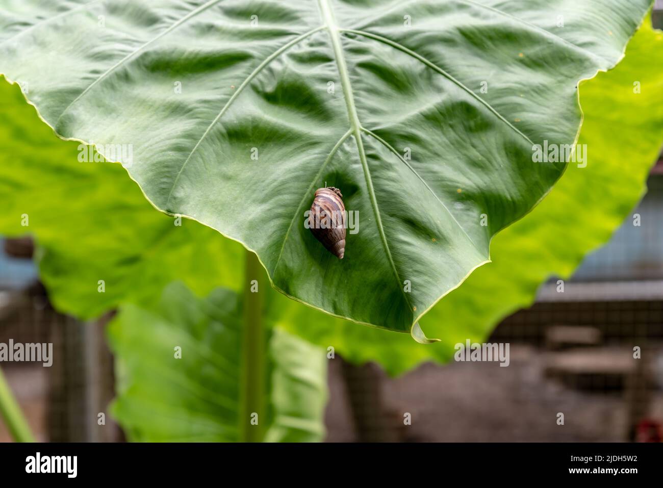 Labuan, Malaysia-June 10, 2021: View of the Labuan Bird Park is a bird ...