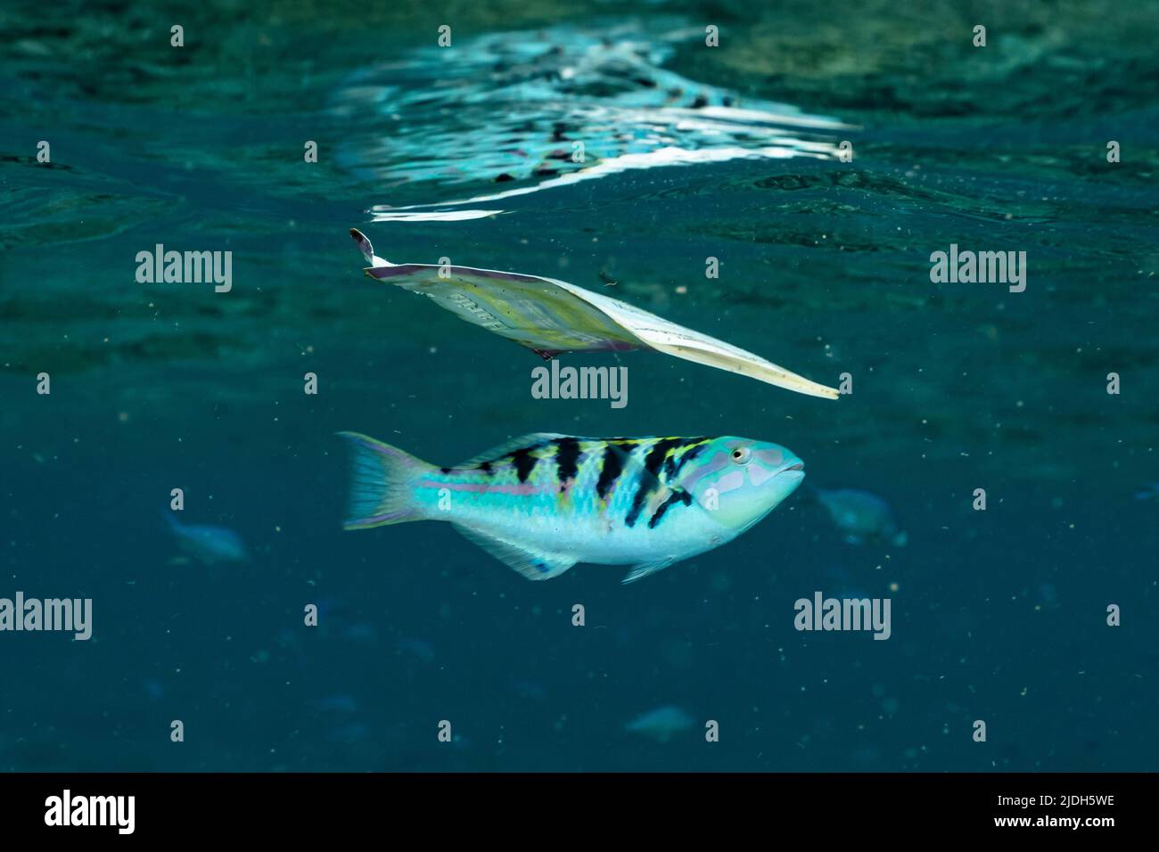 Life on coral reef of Mayotte lagoon Indian Ocean Stock Photo - Alamy