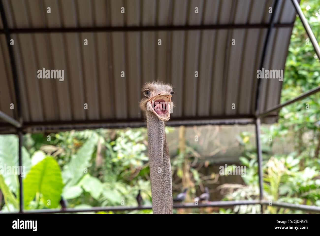 Labuan, Malaysia-June 10, 2021: View of the Labuan Bird Park is a bird ...