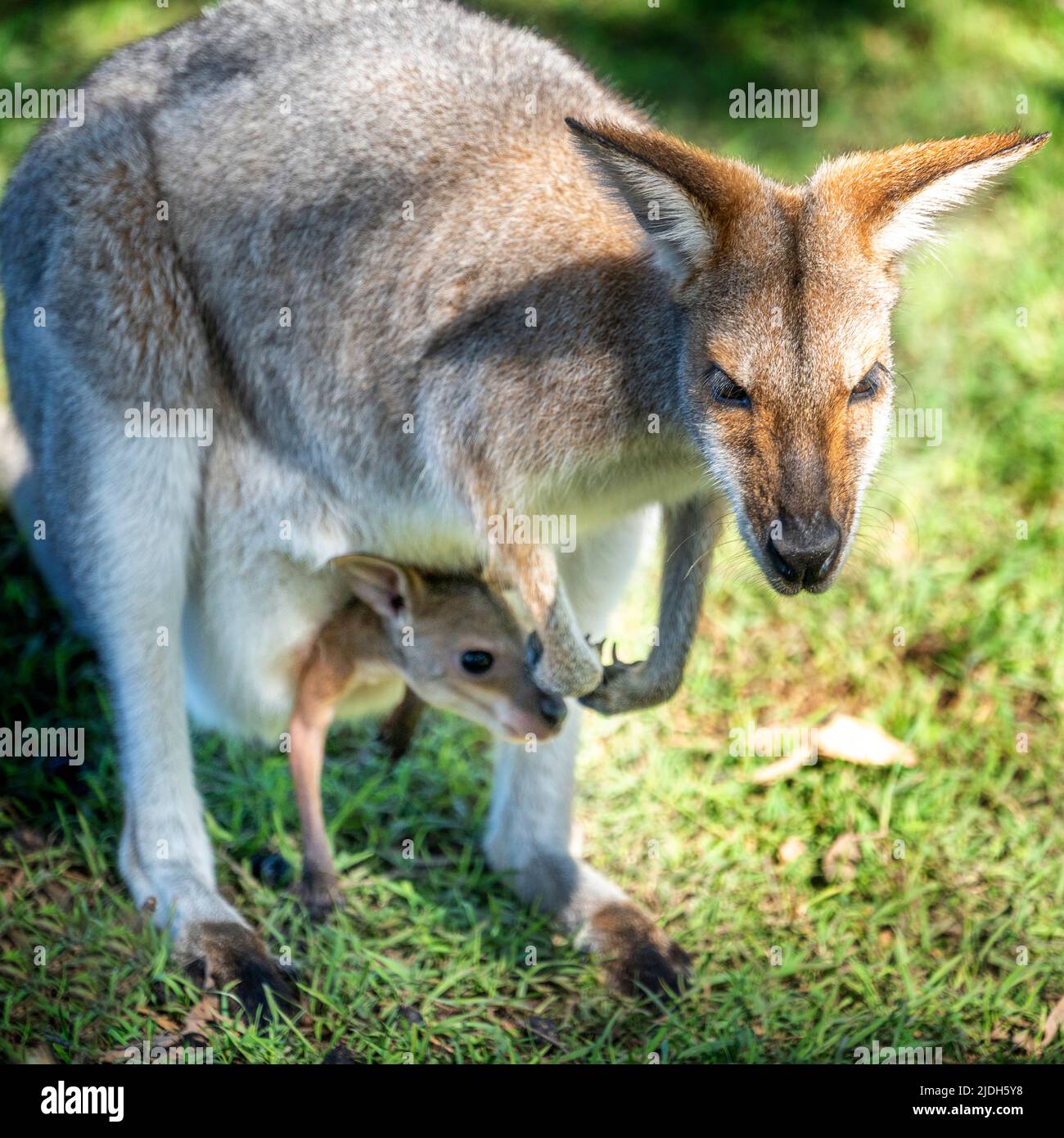 Wallaby head kangaroo marsupial cute hi-res stock photography and ...