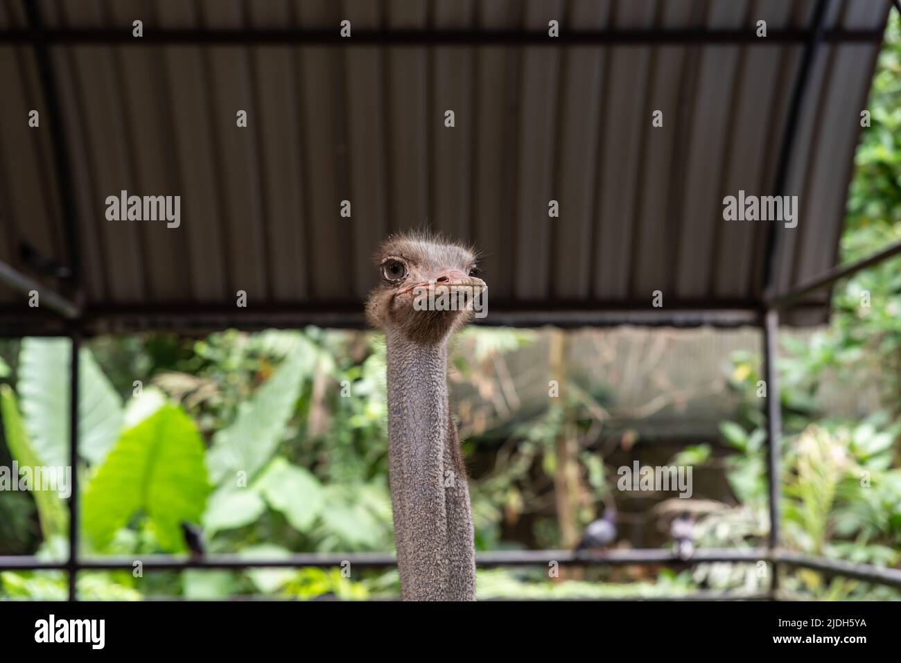 Labuan, Malaysia-June 10, 2021: View of the Labuan Bird Park is a bird ...
