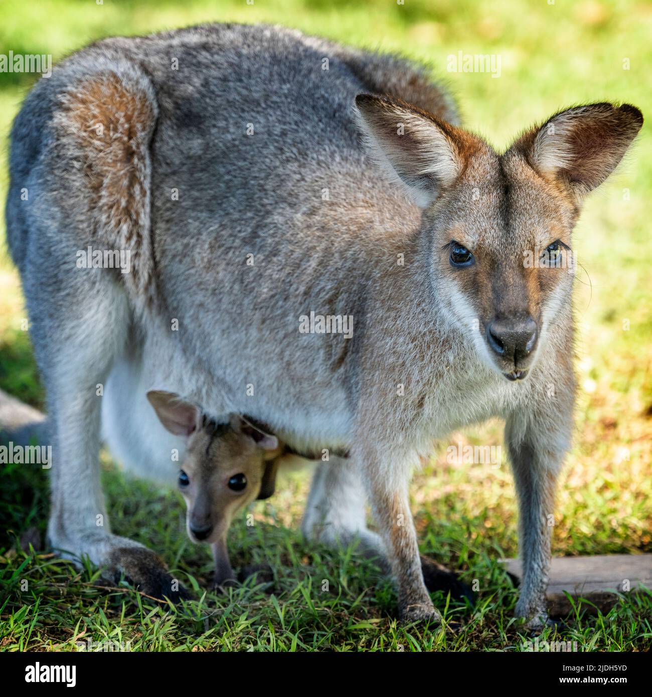 Red-necked wallaby (Macropus rufogriseus) with joey's head protruding ...