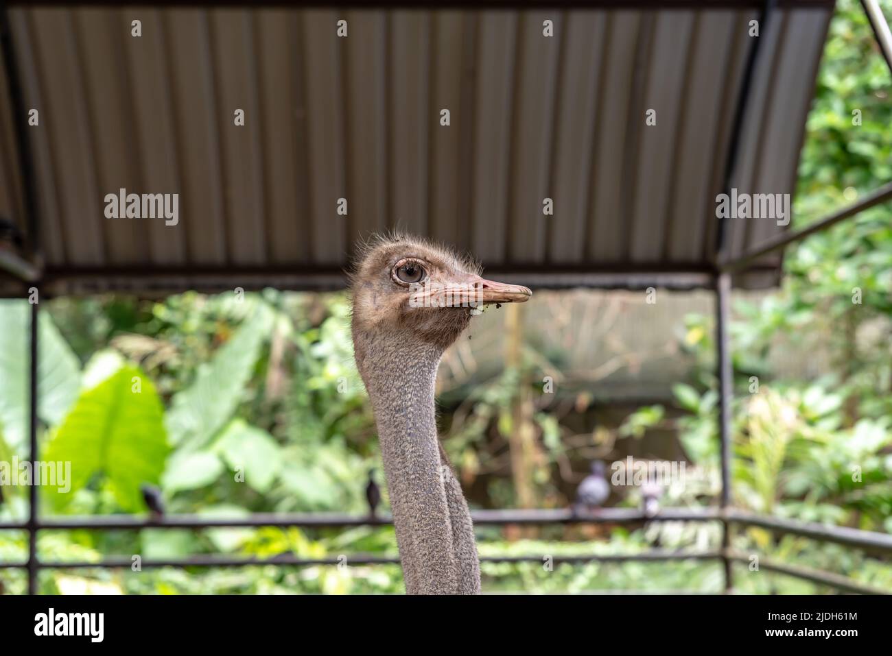 Labuan, Malaysia-June 10, 2021: View of the Labuan Bird Park is a bird ...