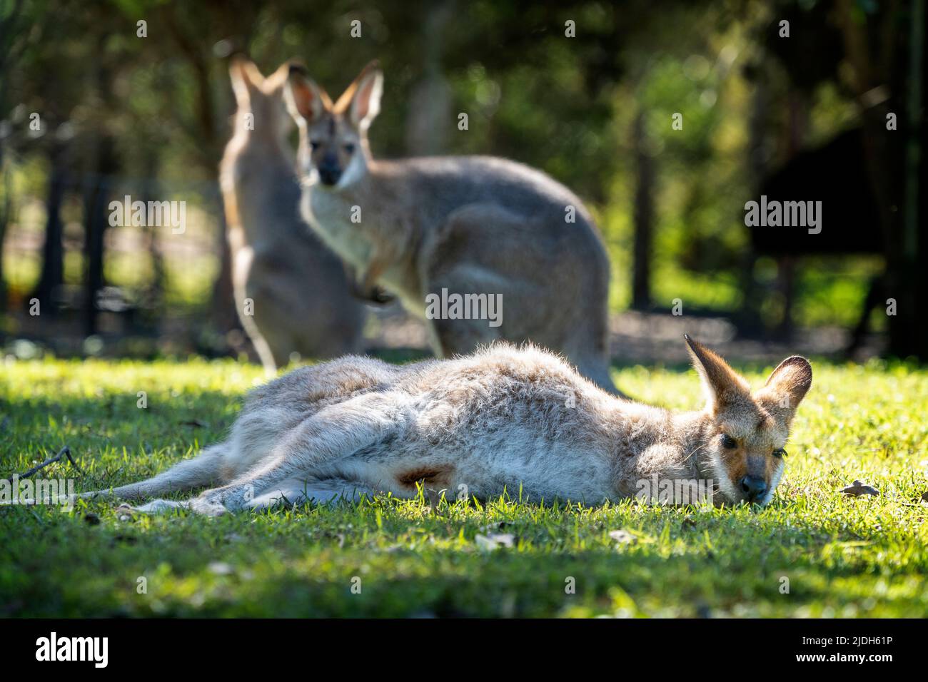 Macropus rufogriseus rufogriseus group hi-res stock photography and ...