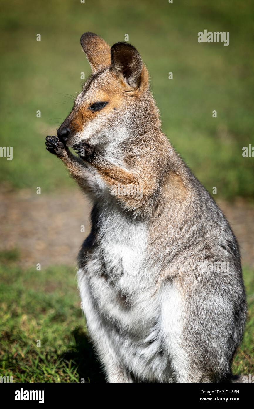Close up portrait of Red-necked wallaby (Macropus rufogriseus) cleaning ...