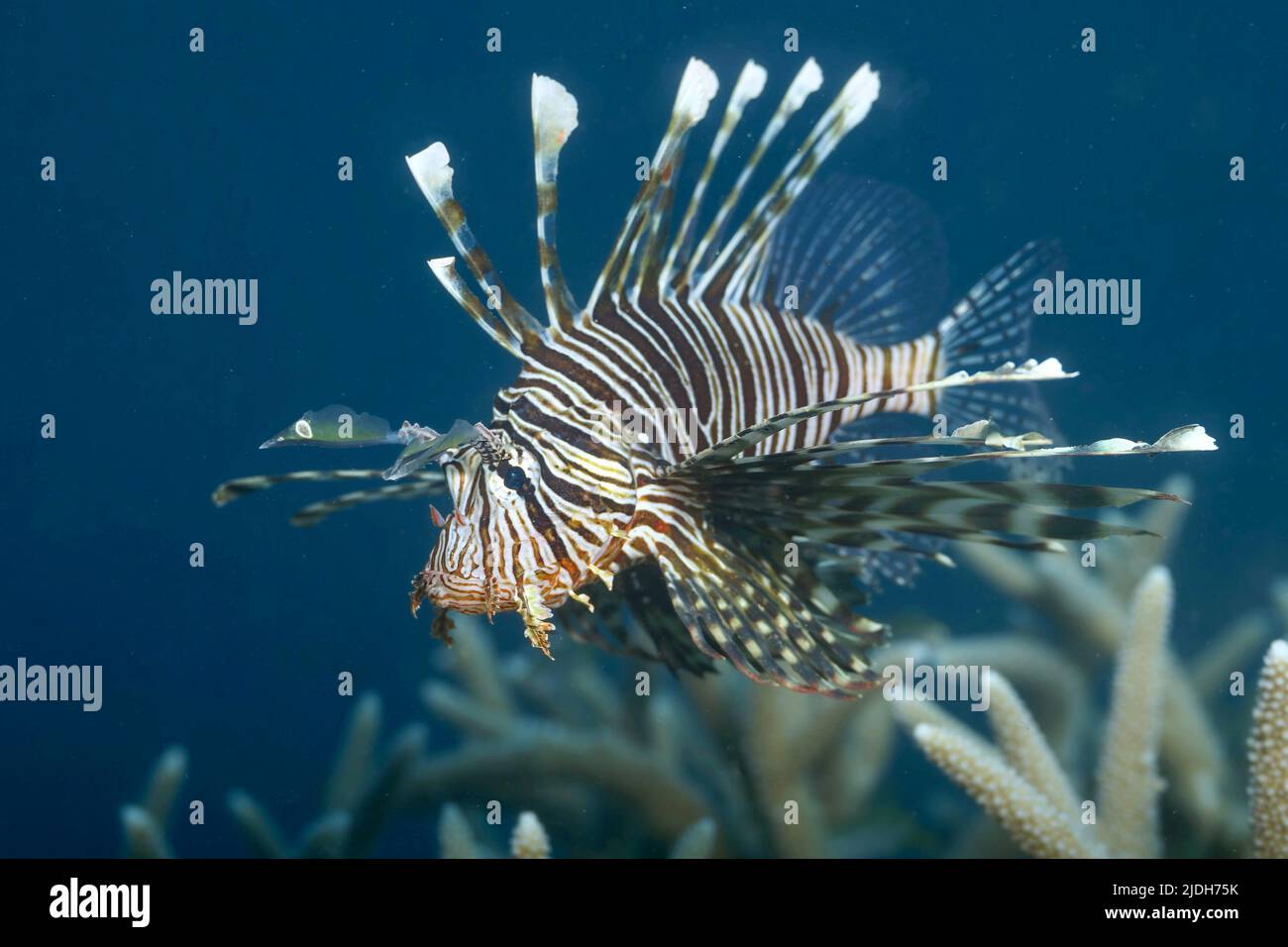 Life on coral reef of Mayotte lagoon Indian Ocean Stock Photo - Alamy