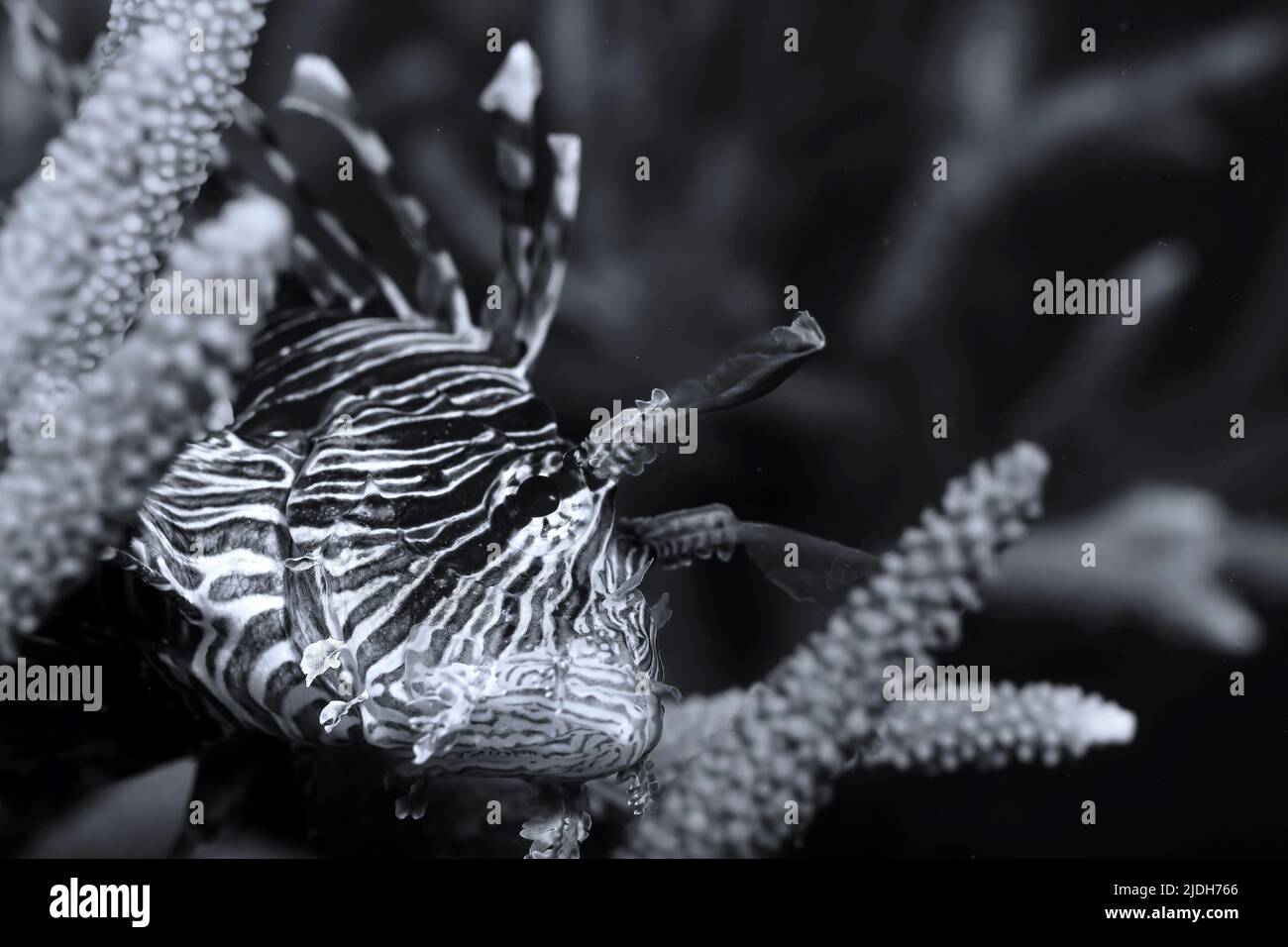 Life on coral reef of Mayotte lagoon Indian Ocean Stock Photo - Alamy