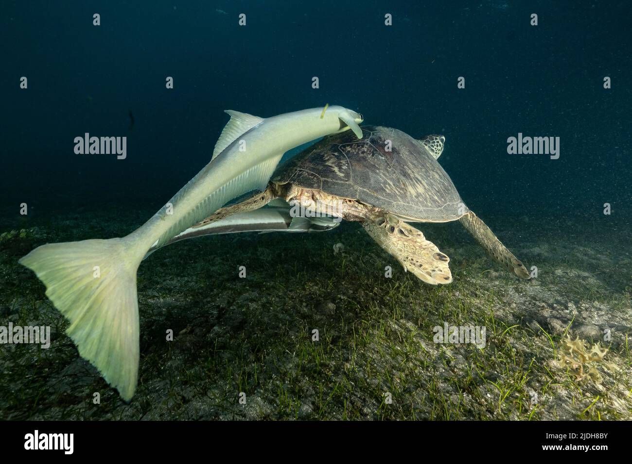 Green turtle of Mayotte lagoon Indian ocean Stock Photo - Alamy